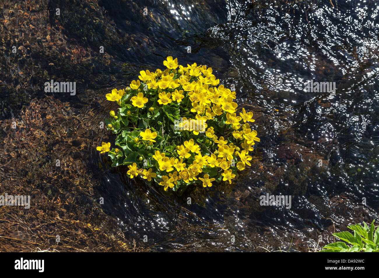 Native Icelandic flowers Caltha palustris known as Marsh-marigold Stock ...