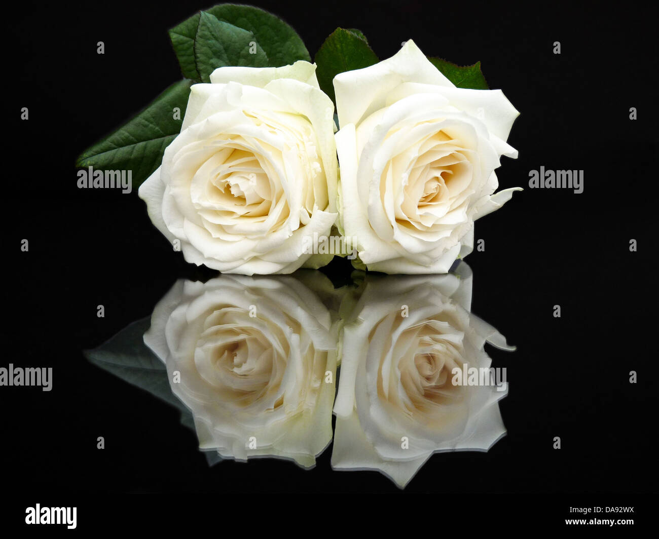 Two white roses with leaves isolated on a black background with a ...