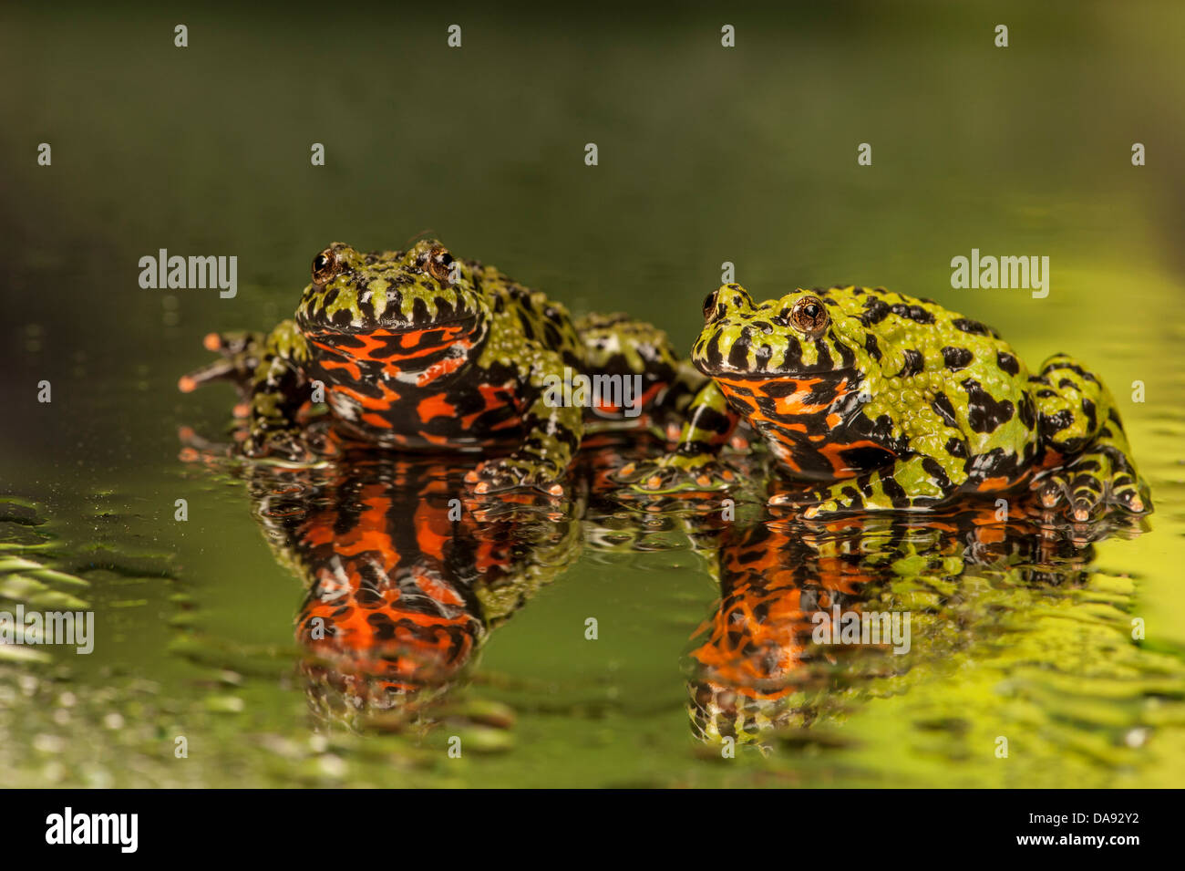 Oriental Fire Bellied Toad bombina orientalis Stock Photo - Alamy