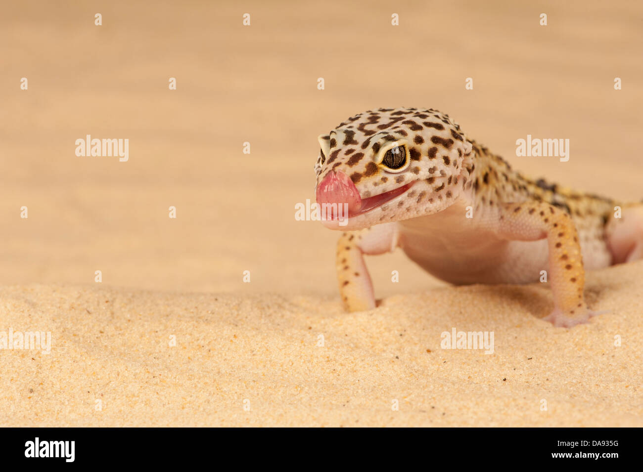 Common leopard gecko hi-res stock photography and images - Alamy