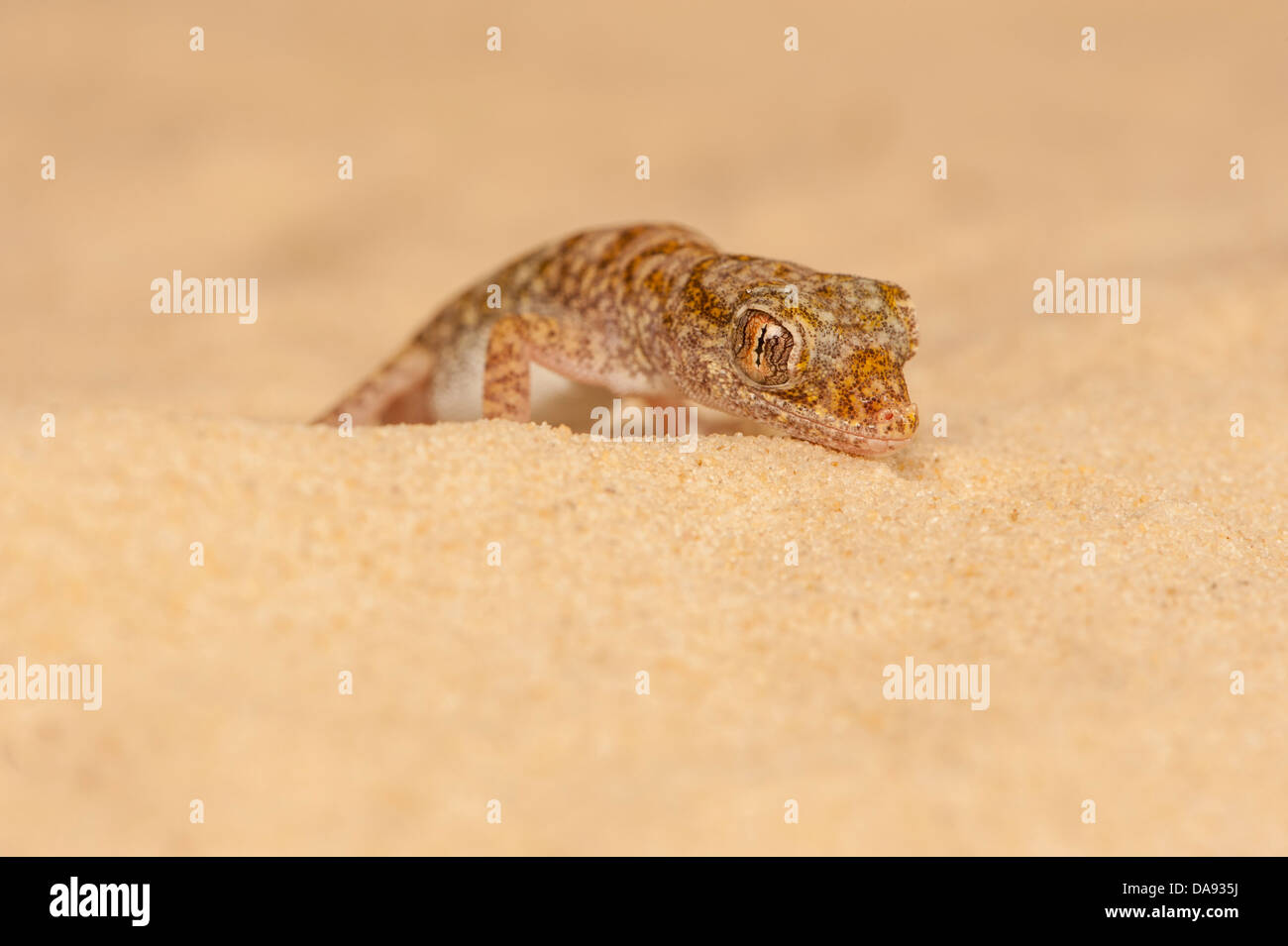 Arabian leopard hi-res stock photography and images - Alamy