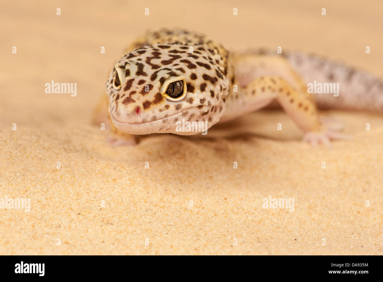 Common Leopard Gecko Eublepharis macukarius Stock Photo - Alamy