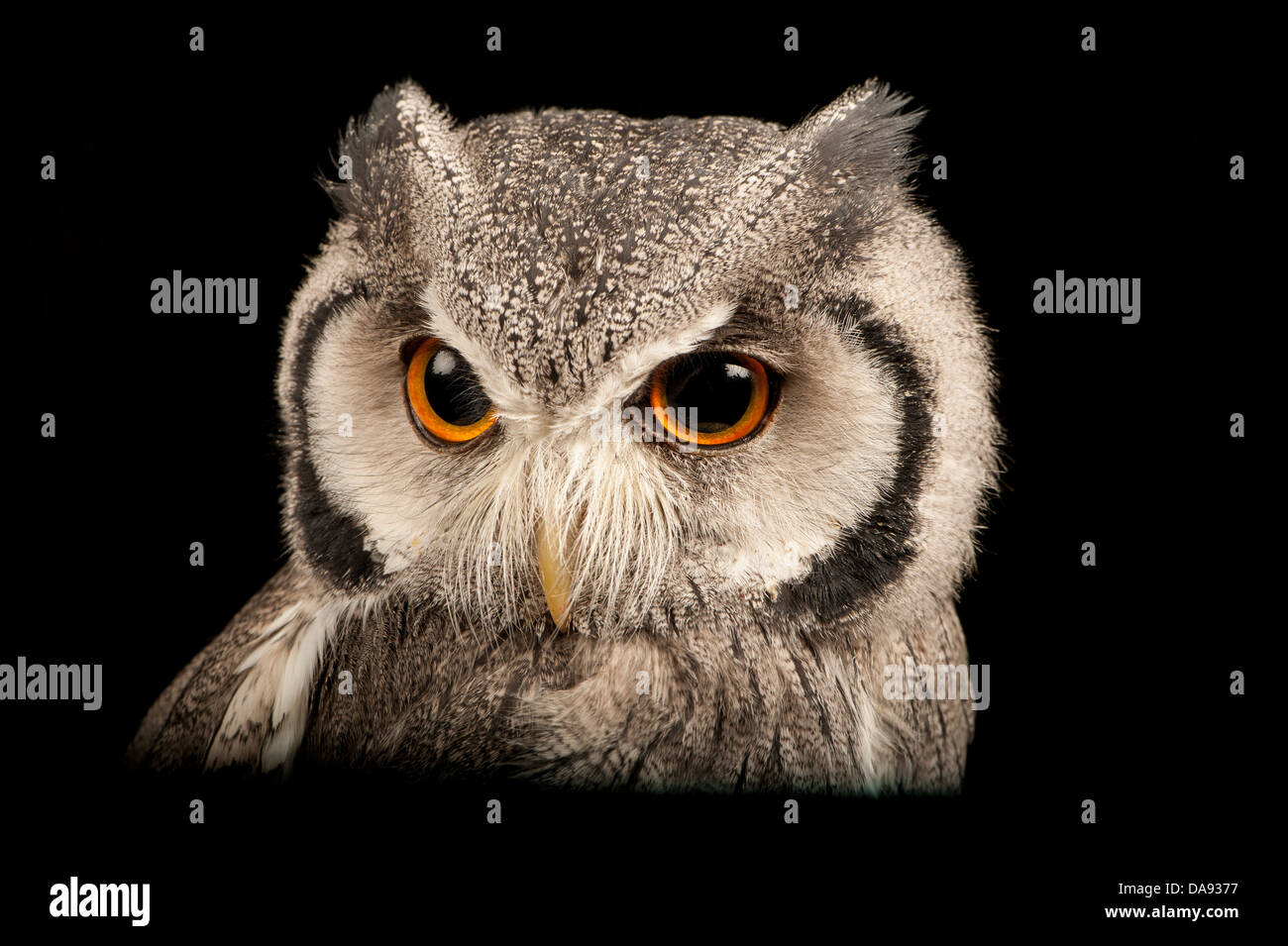 Scops owl bird otus scops hi-res stock photography and images - Alamy