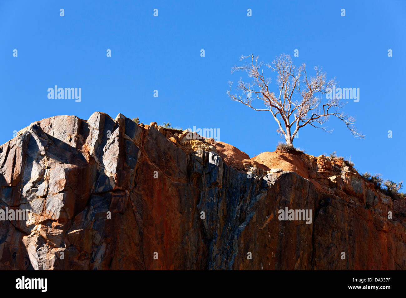 Dead eucalyptus tree on top of rocky cliff face, Western Australia ...