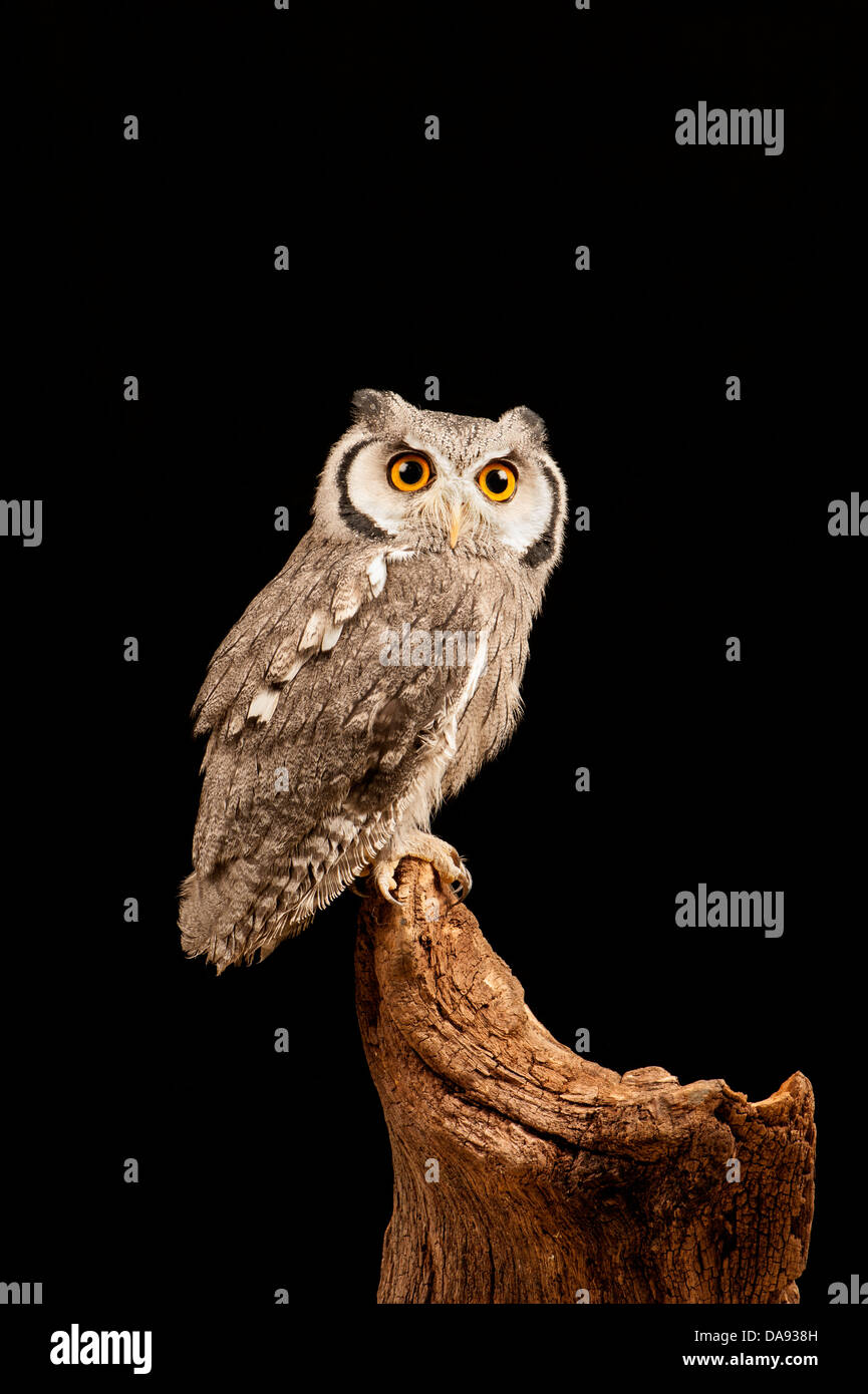 Scops owl bird otus scops hi-res stock photography and images - Alamy