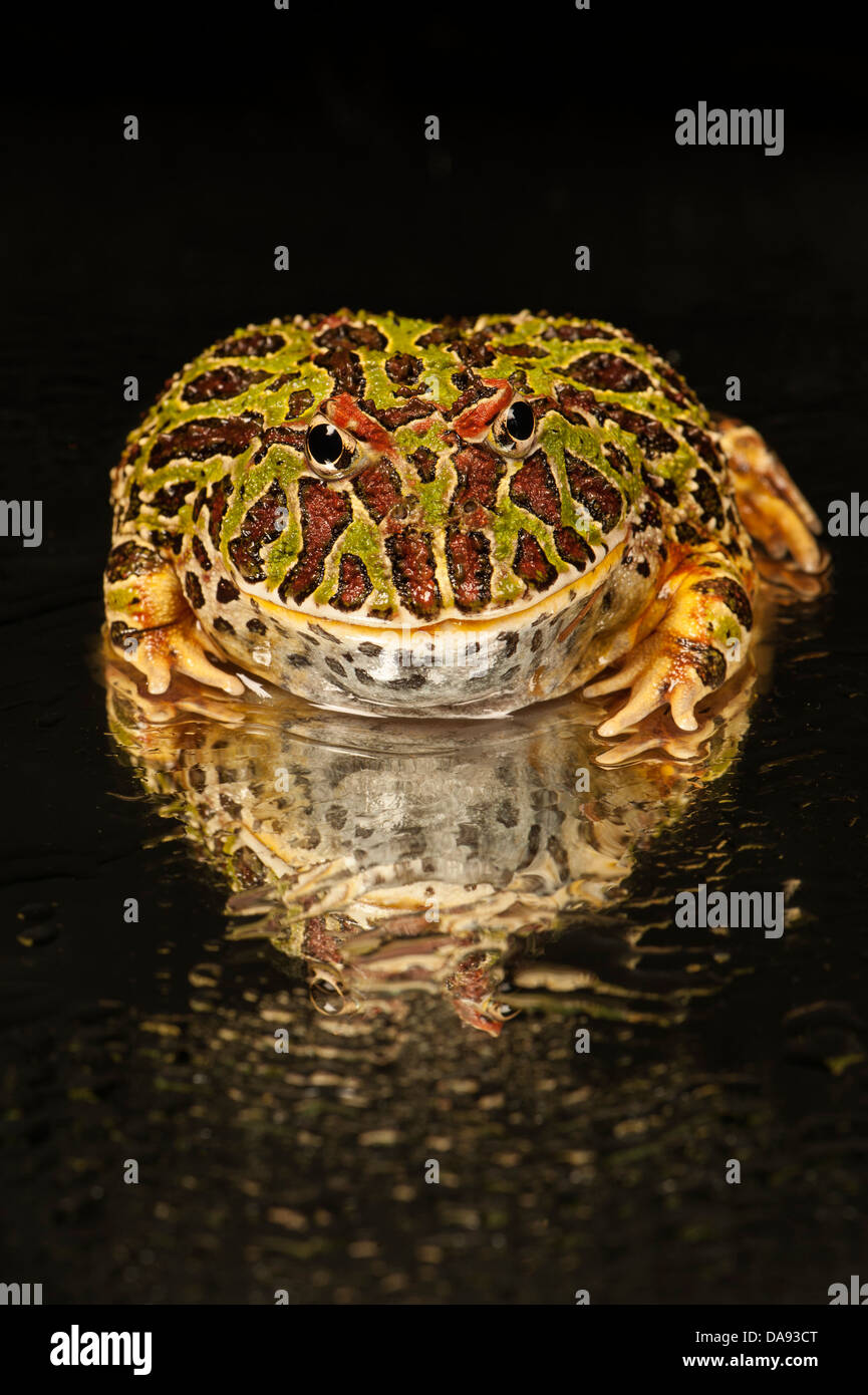 Argentinian Ornate horned frog Stock Photo - Alamy