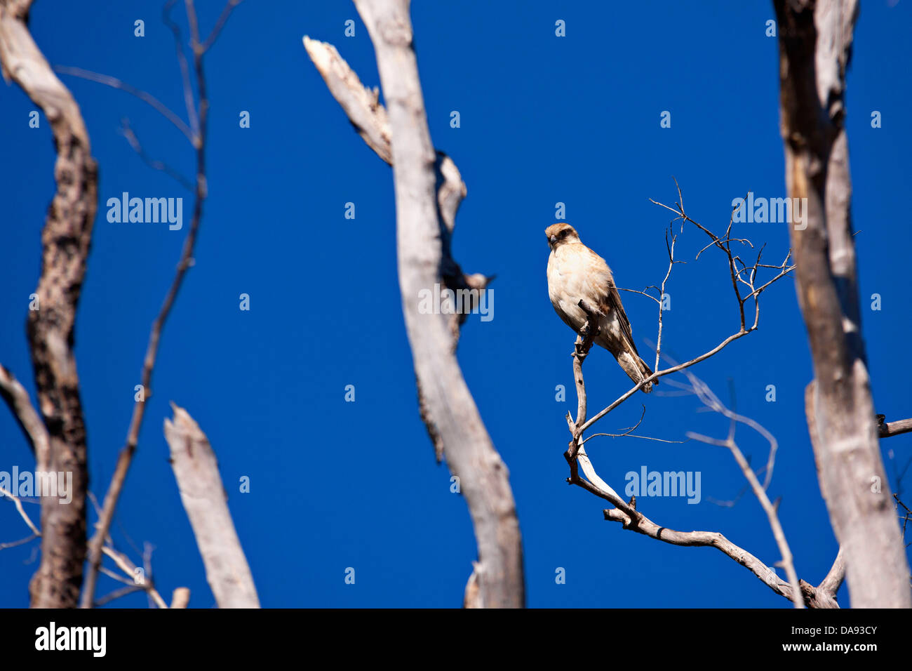 Nankeen Kestrel Predator bird standing on a tree branch (Falco ...