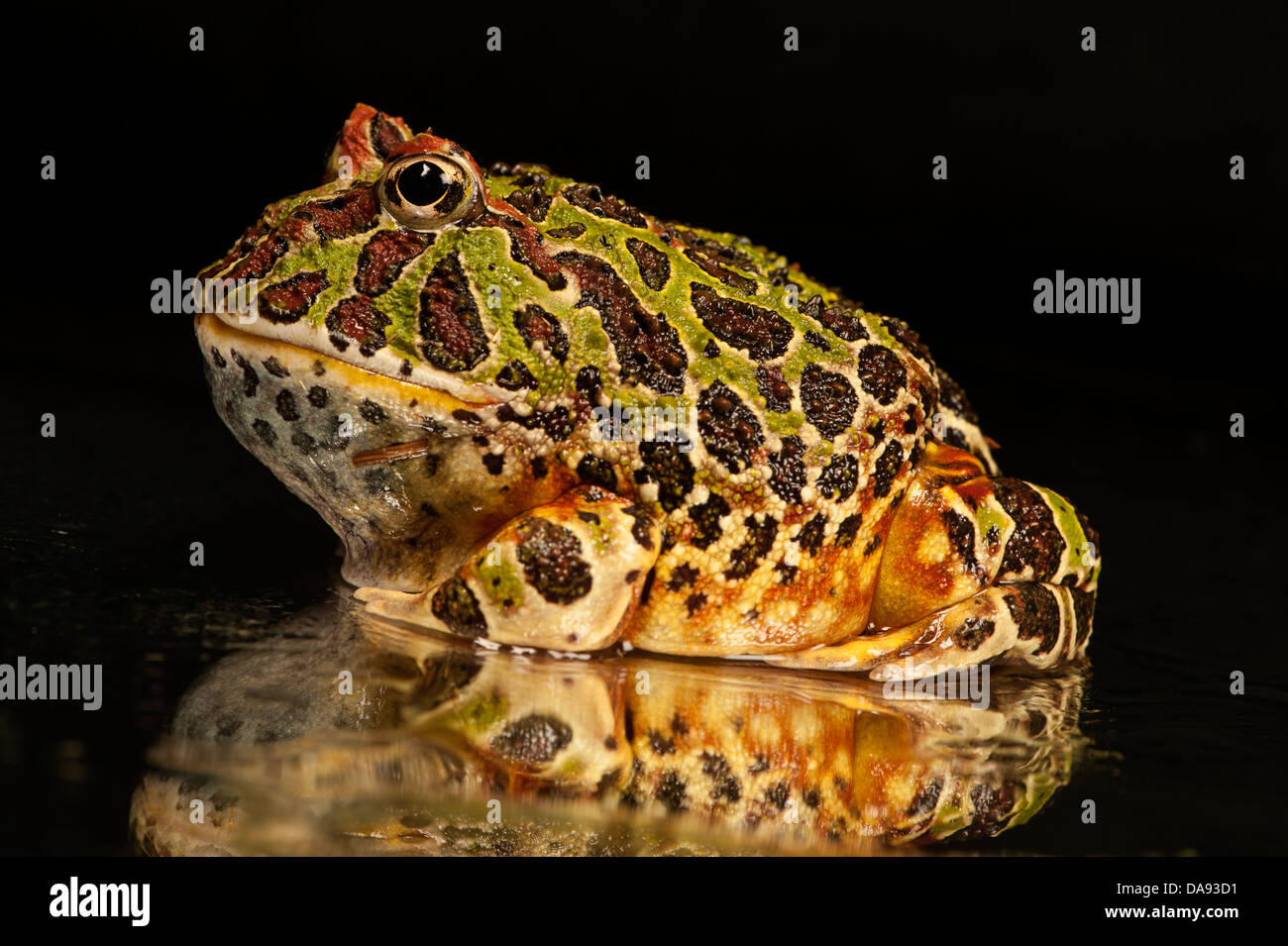 Argentinian Ornate horned frog Stock Photo - Alamy