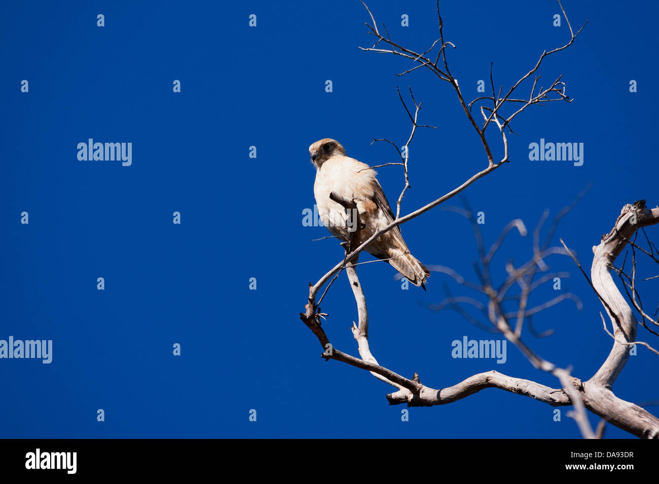 Nankeen Kestrel Predator bird standing on a tree branch (Falco ...