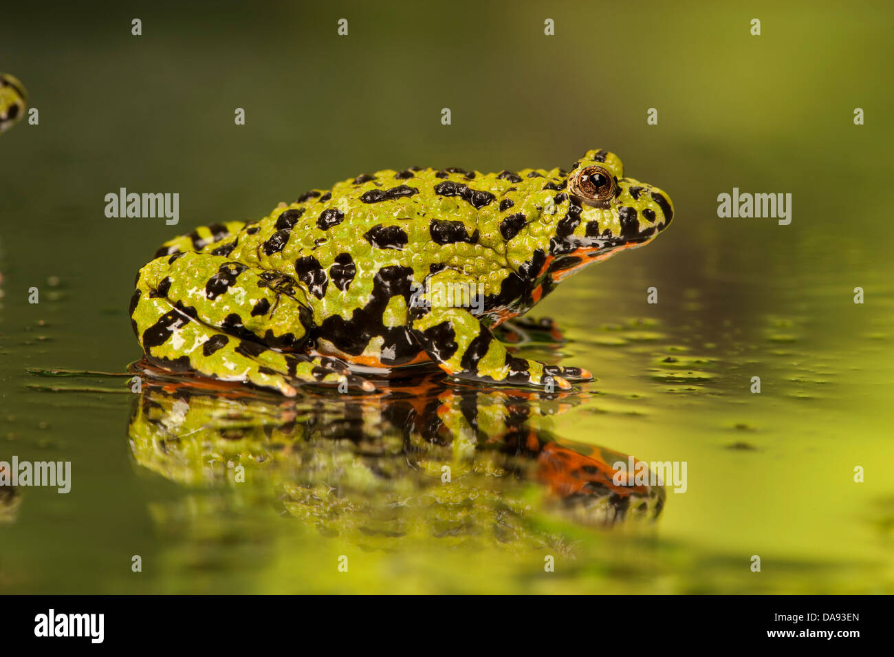 Oriental Fire Bellied Toad, bombina orientalis Stock Photo - Alamy