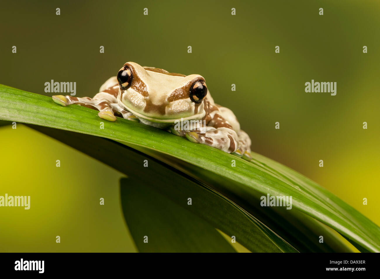 Amazonian Milk Frog Stock Photo - Alamy