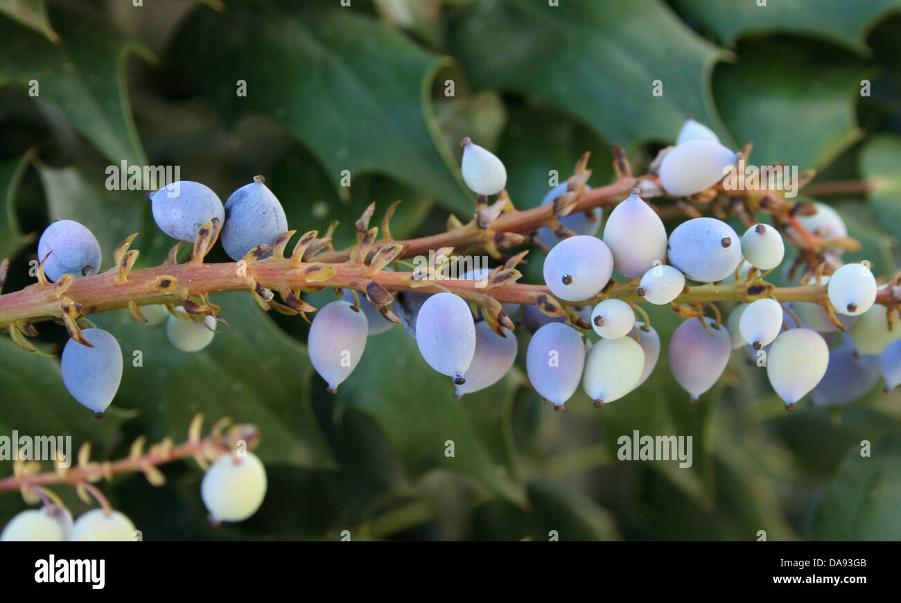 Oregon Grape Holly (Mahonia aquifolium) is an evergreen shrub native to ...