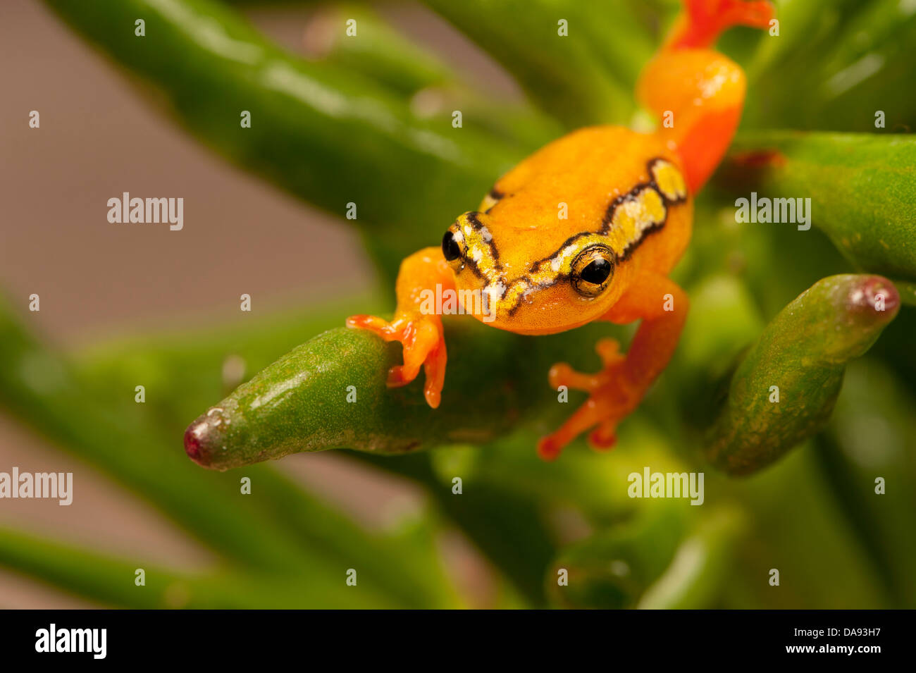 Sedge frog on leaf Stock Photo - Alamy