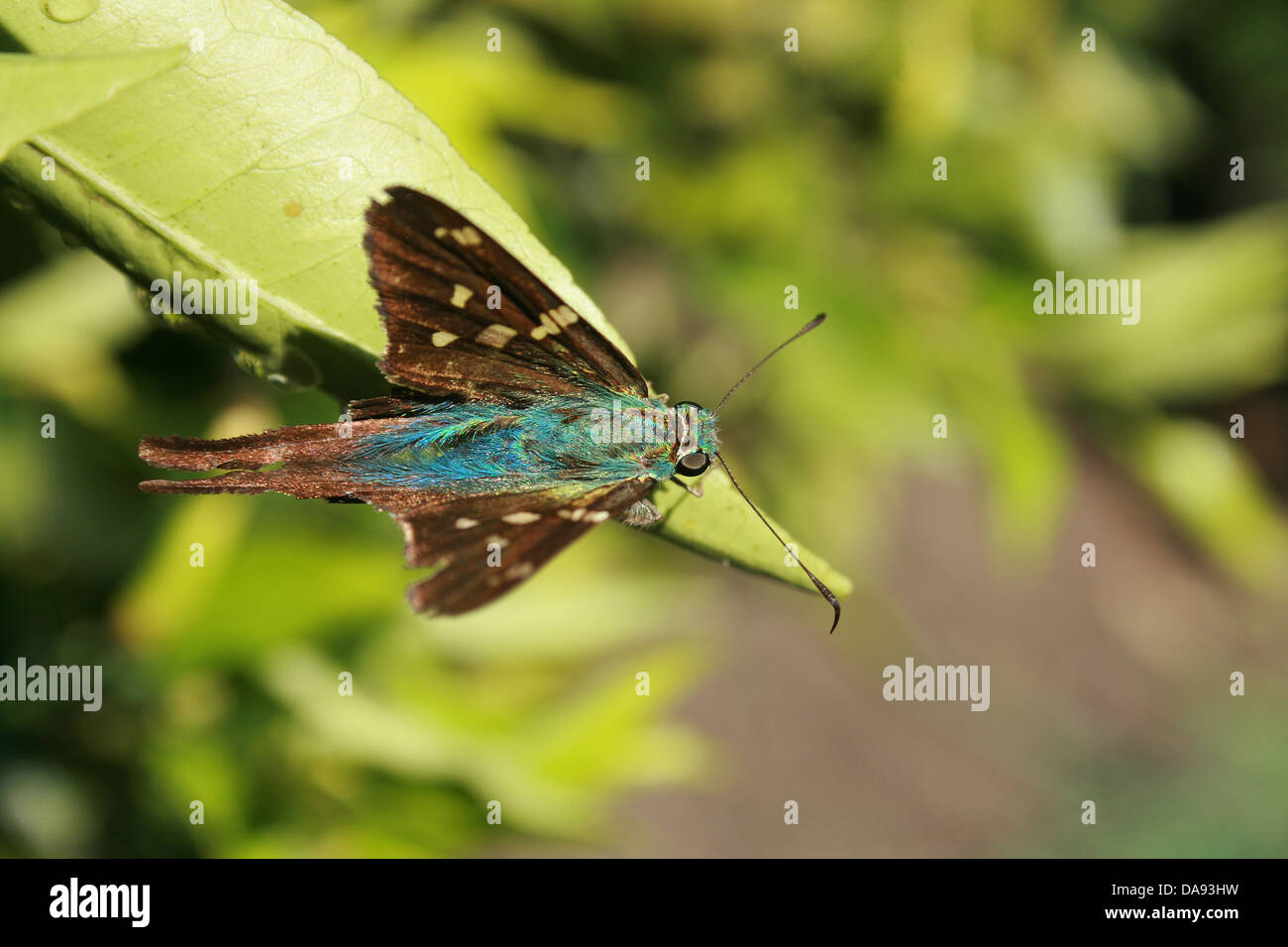 A blue and brown moth standing on the leaf of a plant in a garden in ...