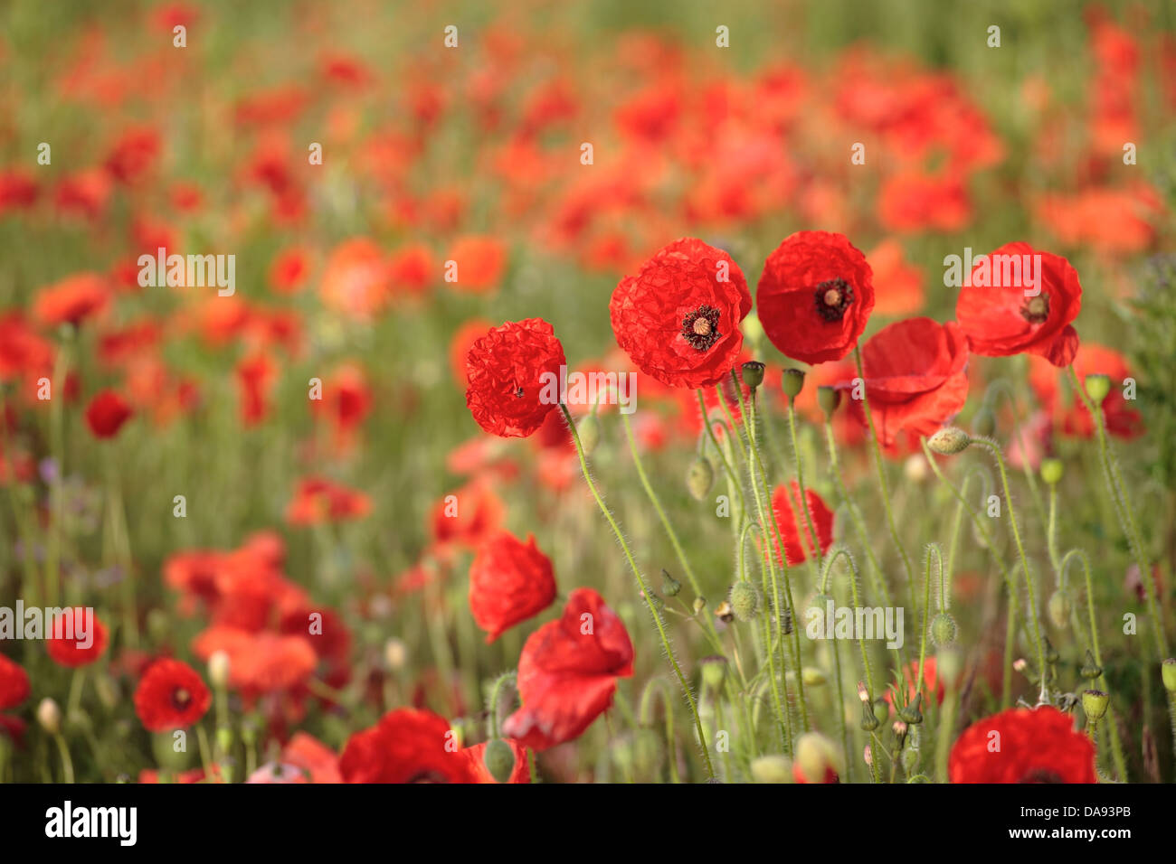 Field of Poppies Stock Photo - Alamy