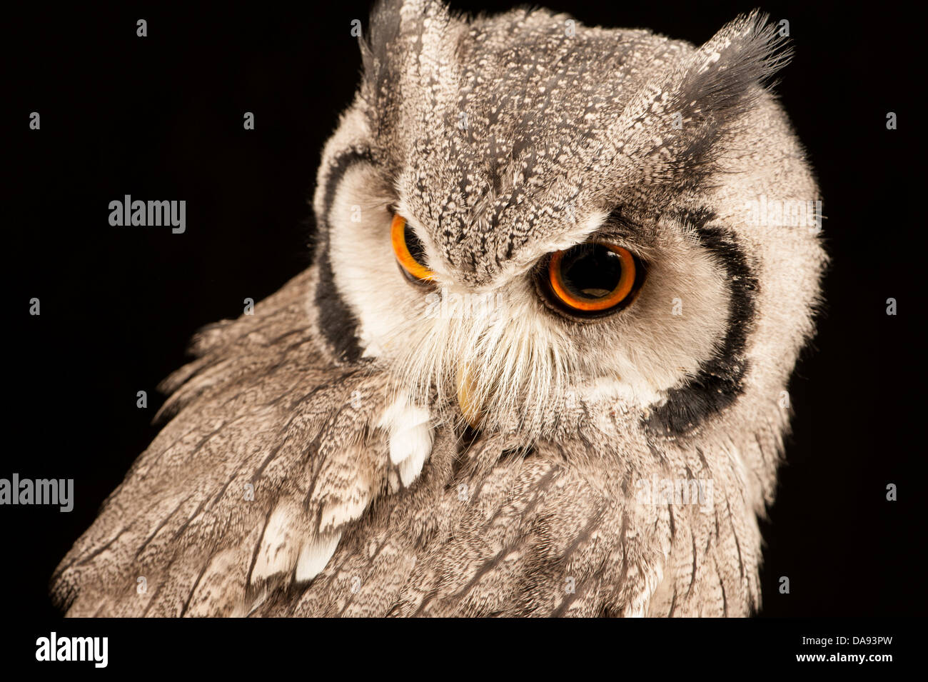 Scops owl bird otus scops Stock Photo - Alamy