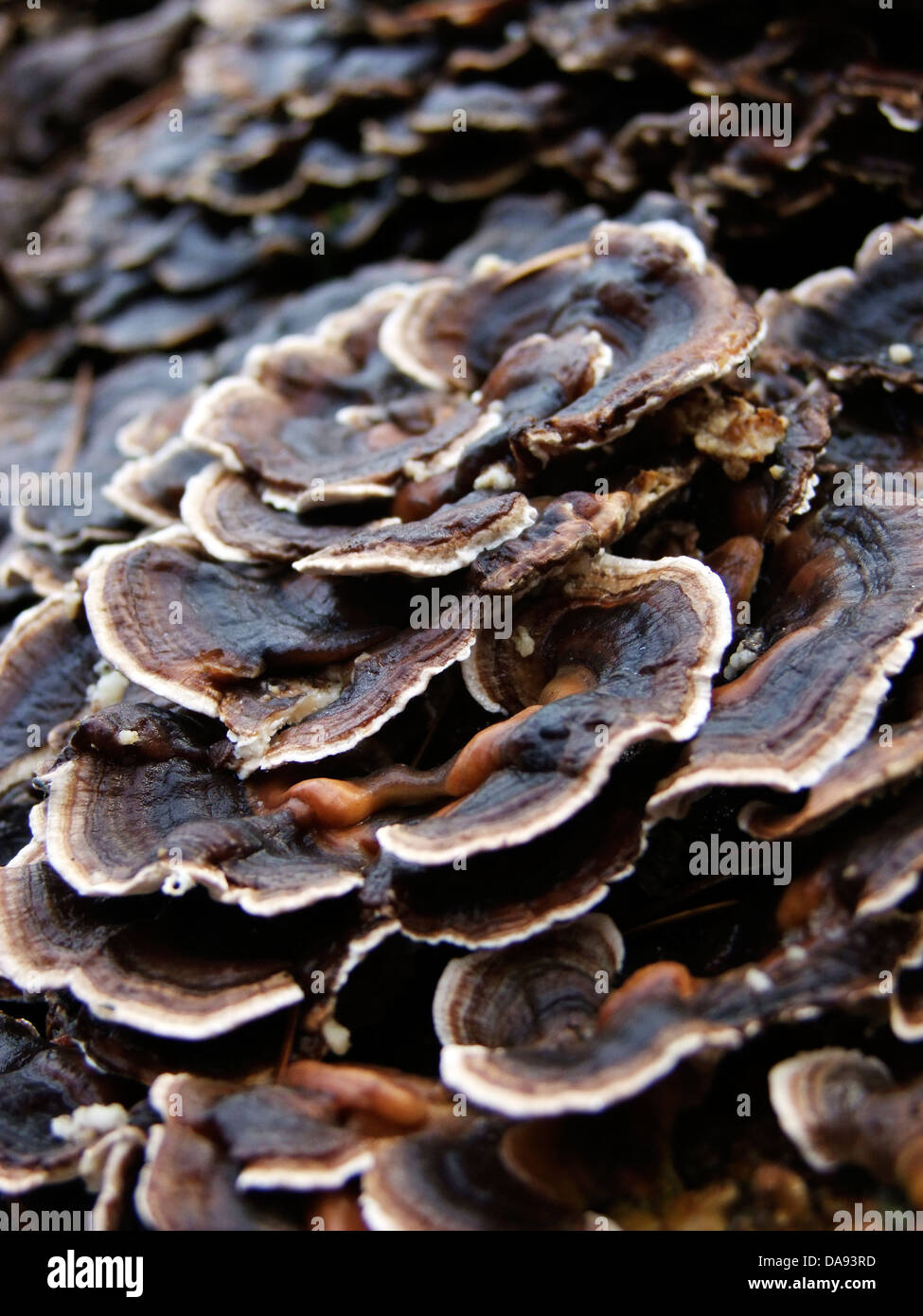 A group of fungi known as the 'Many-zoned Polypore' Stock Photo - Alamy