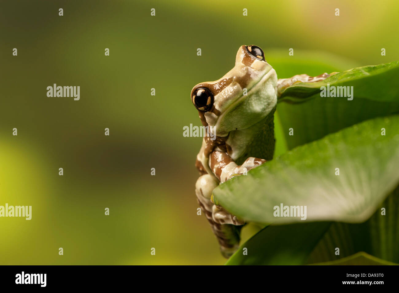 Amazonian Milk Frog Stock Photo - Alamy