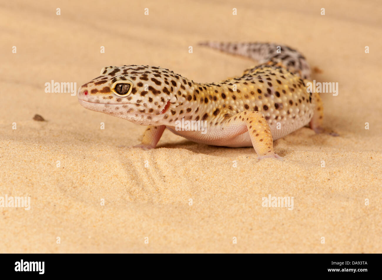 Common Leopard Gekko Eublepharis macukarius Stock Photo - Alamy
