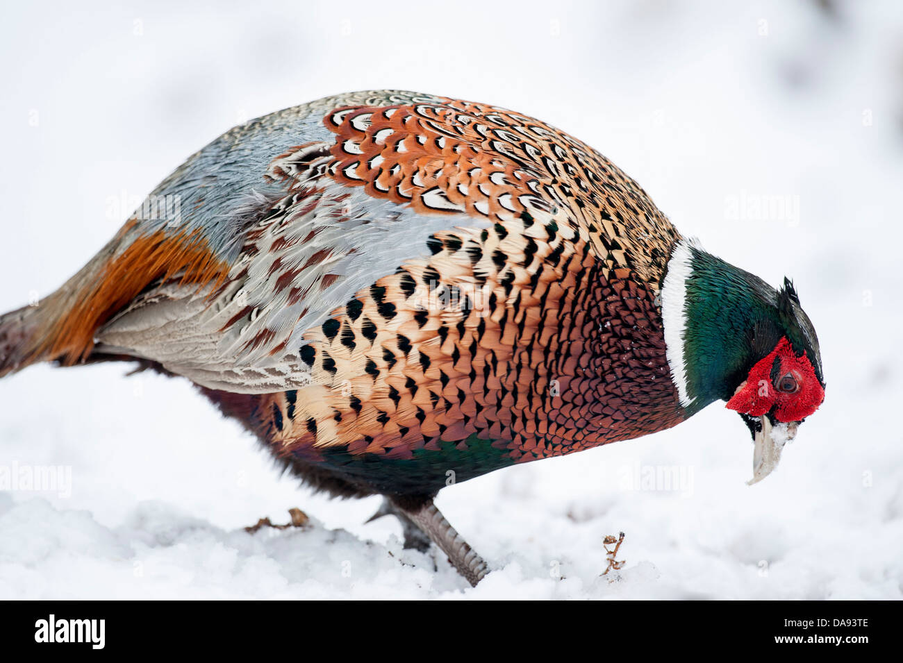 Pheasant in snow Stock Photo - Alamy