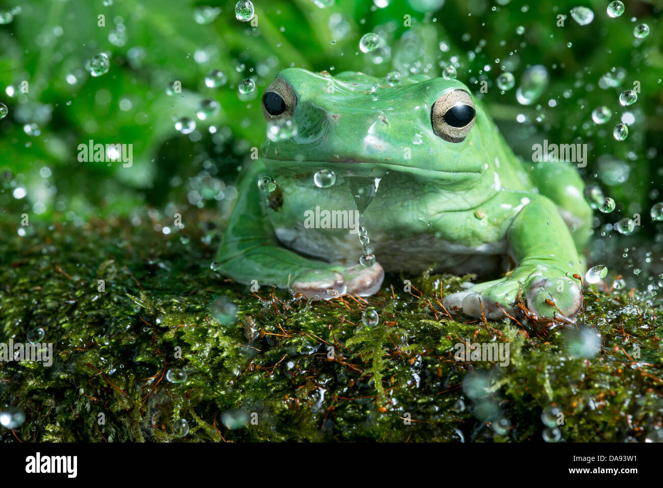 green tree frog in rain Litoria caerulea Stock Photo - Alamy