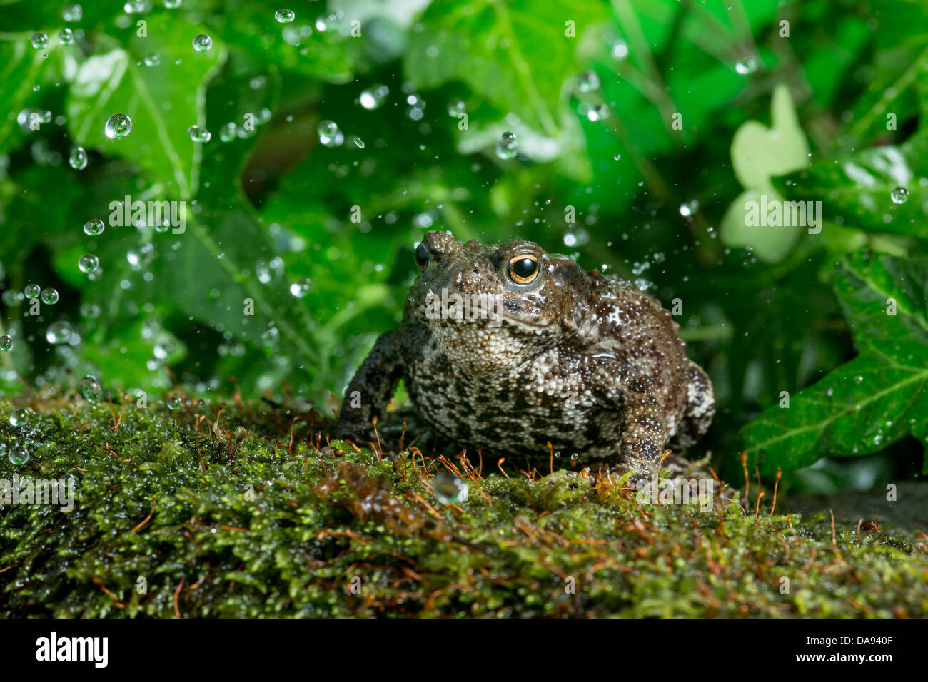 Common Toad in rain Bufo Bufo Stock Photo - Alamy