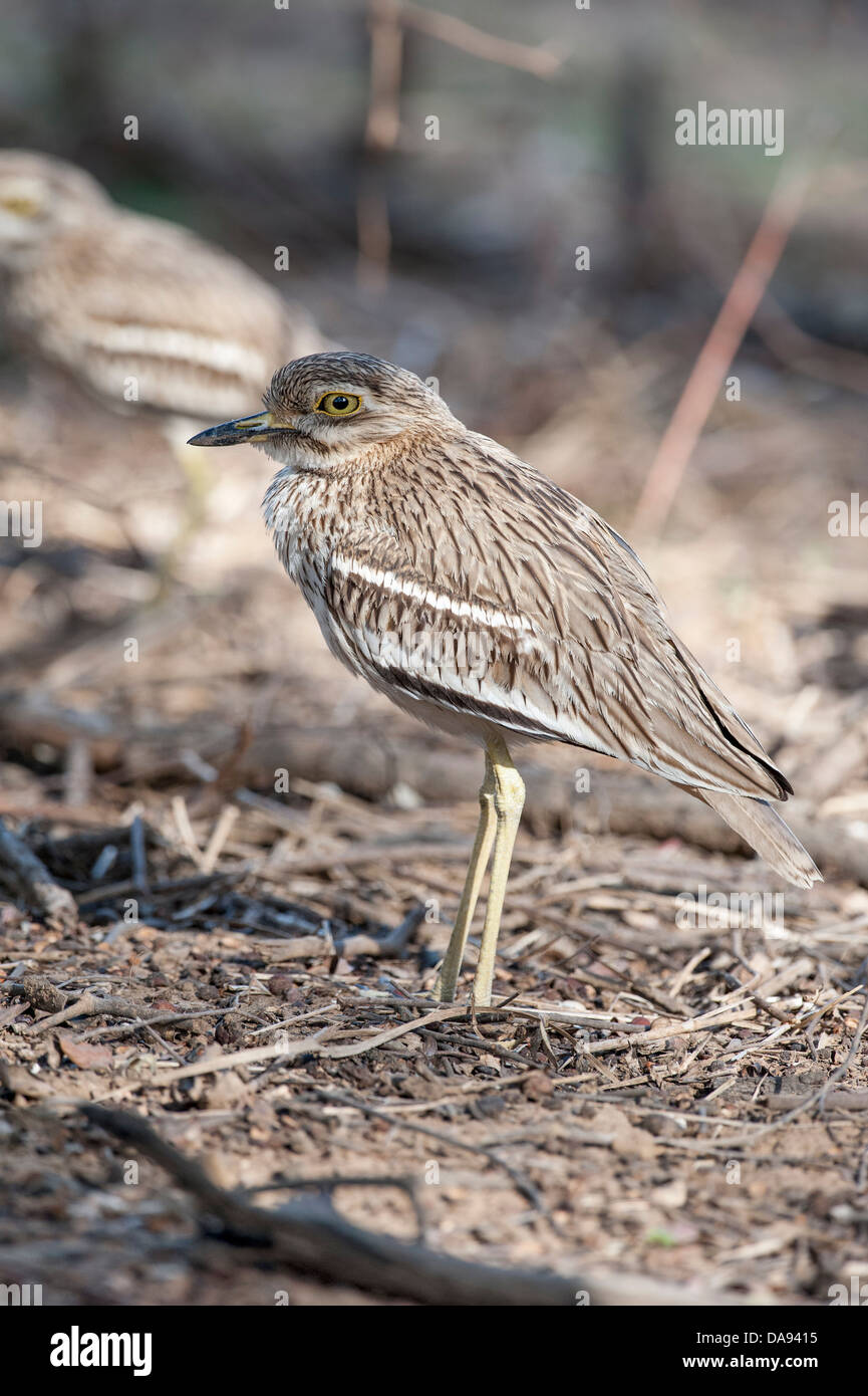 Stone Curlew Burhinus oedicnemus Stock Photo - Alamy