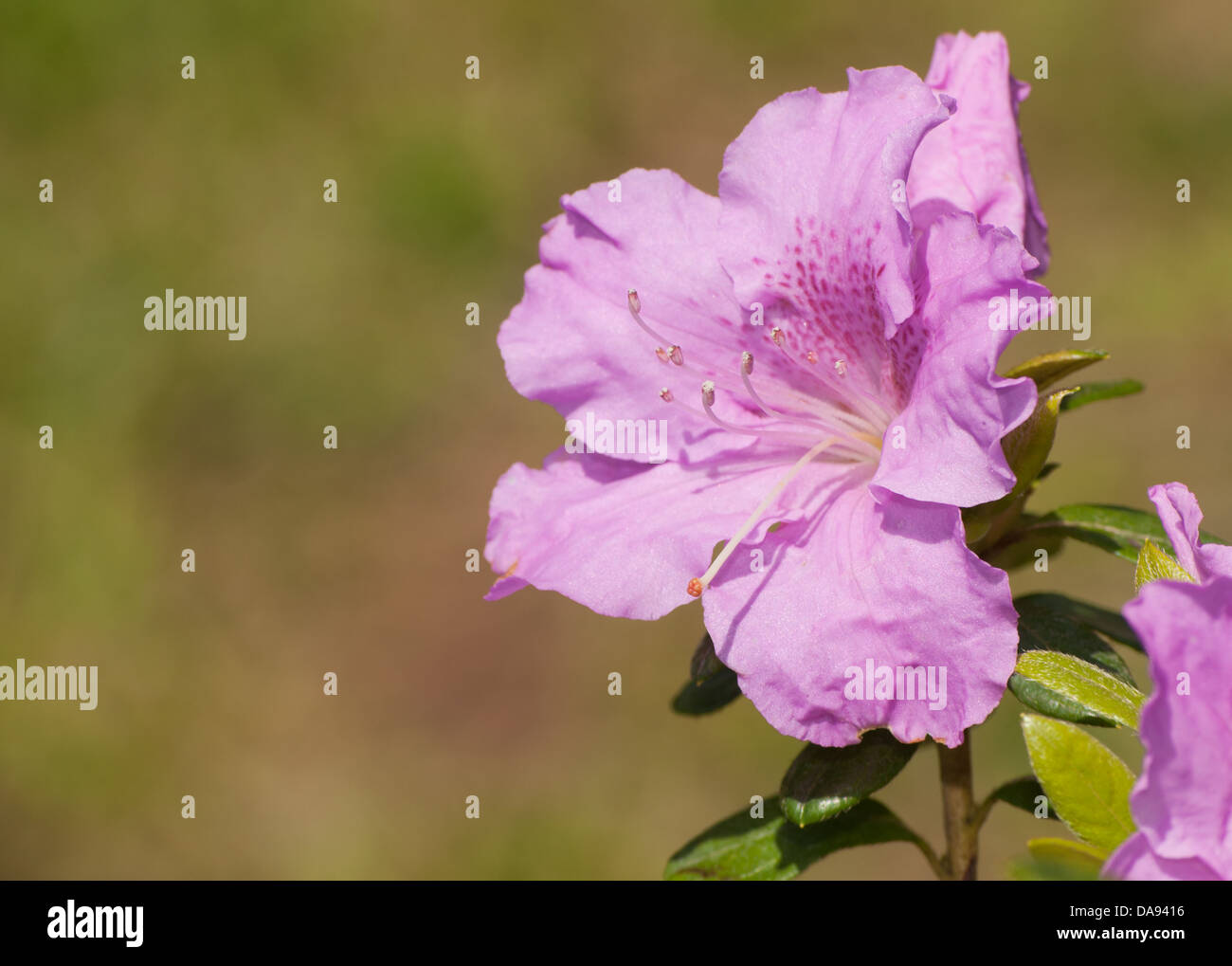 Pink azalea bush hi-res stock photography and images - Alamy
