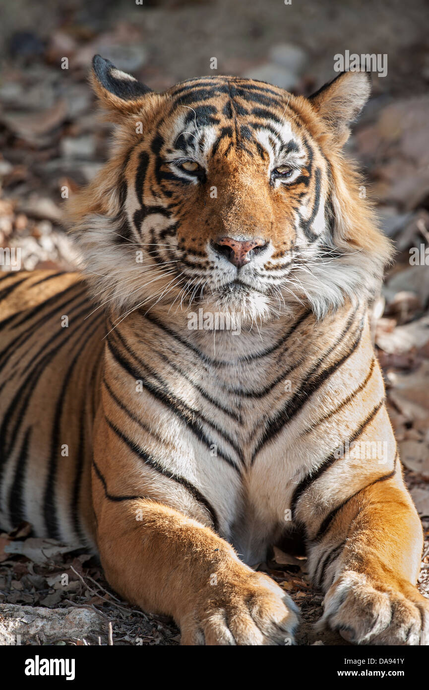 Orange tiger stripe cat hi-res stock photography and images - Alamy