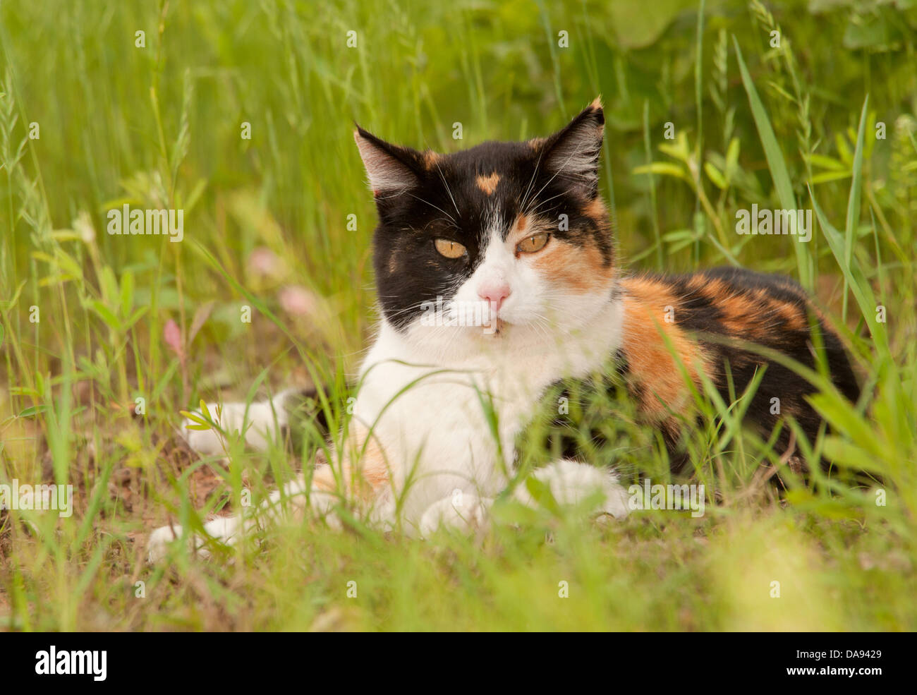 Beautiful calico cat resting in spring grass, looking at the viewer ...