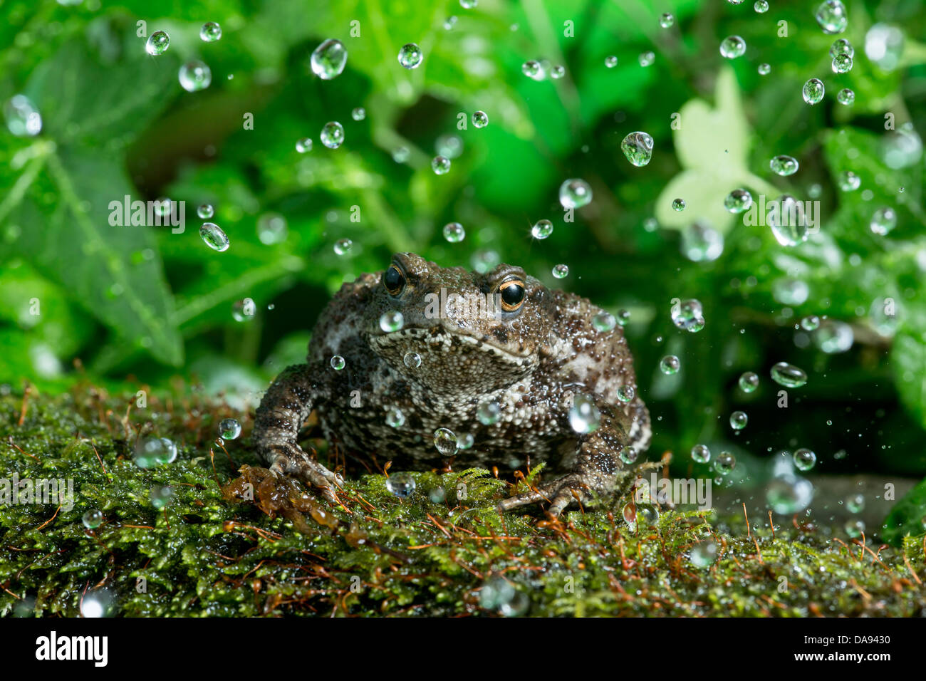 Common Toad in rain Bufo Bufo Stock Photo - Alamy