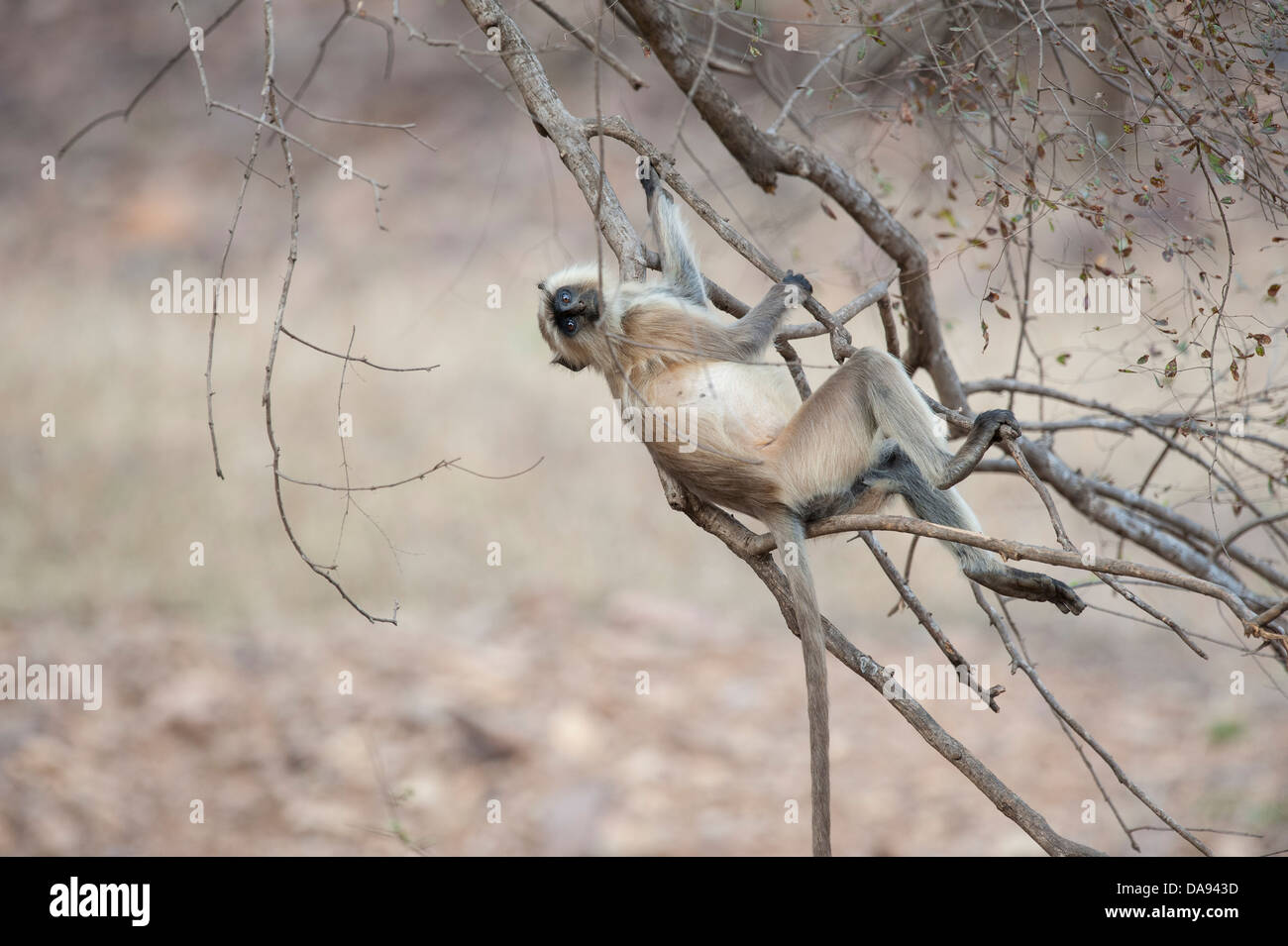 Grey Langur monkey Semnopithecus entelius Stock Photo - Alamy
