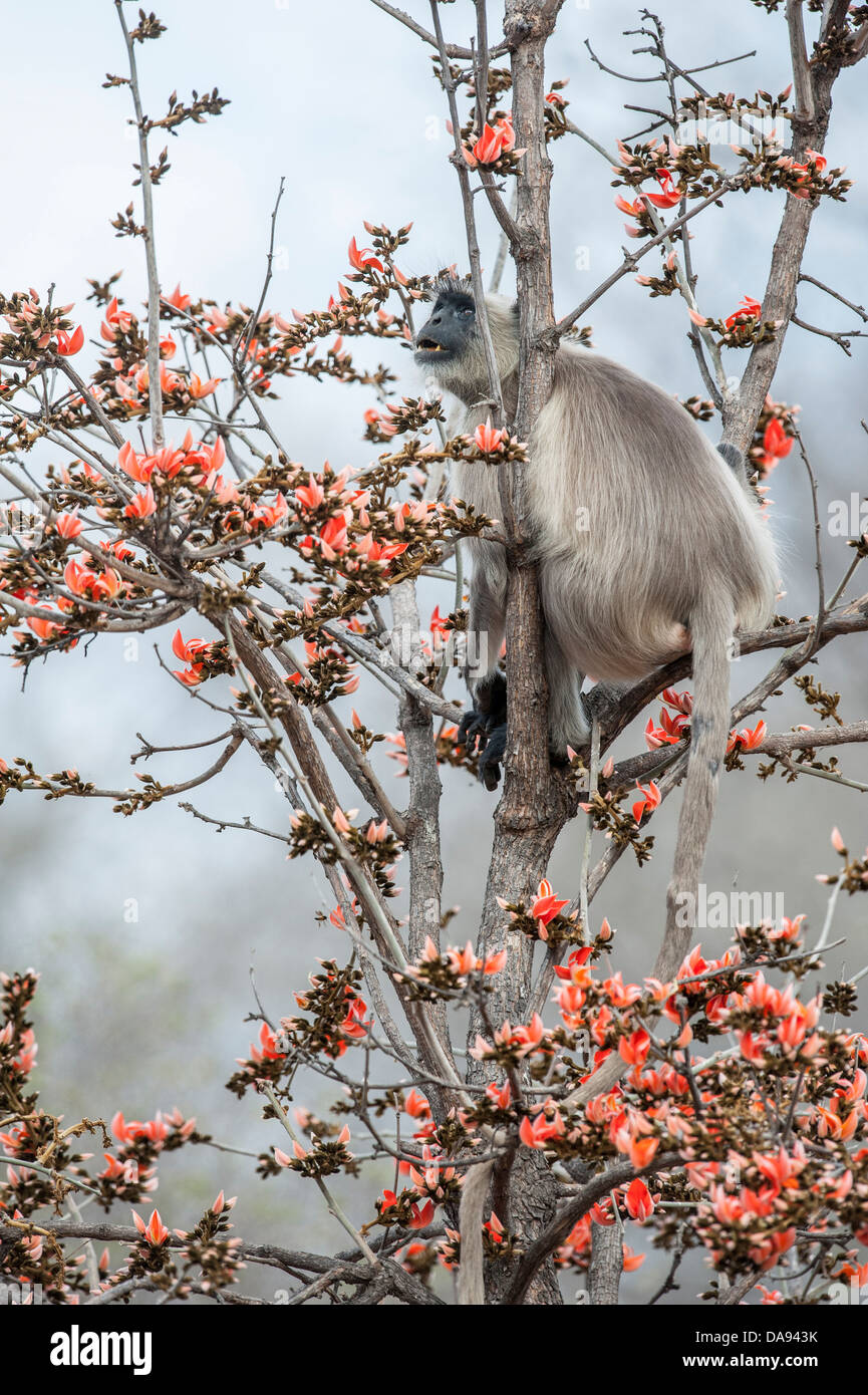 Grey Langur monkey Semnopithecus entelius Stock Photo - Alamy