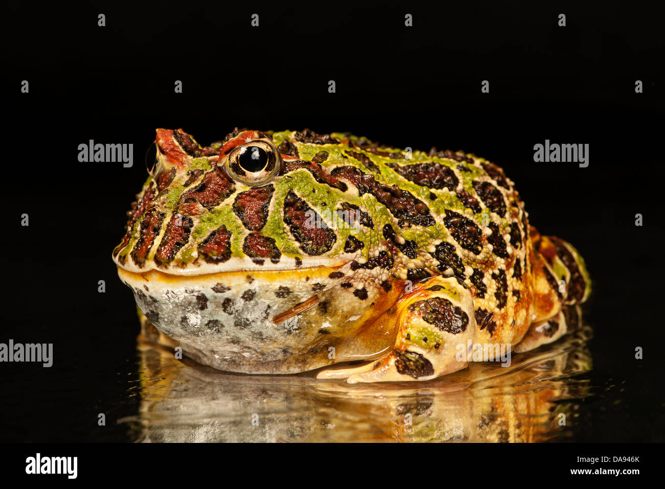 Argentinian Ornate horned frog Stock Photo - Alamy