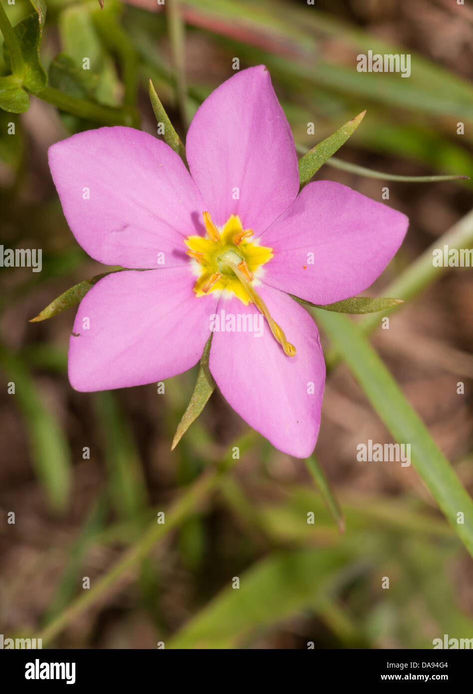 Pink sabatia campestris flower in hi-res stock photography and images ...