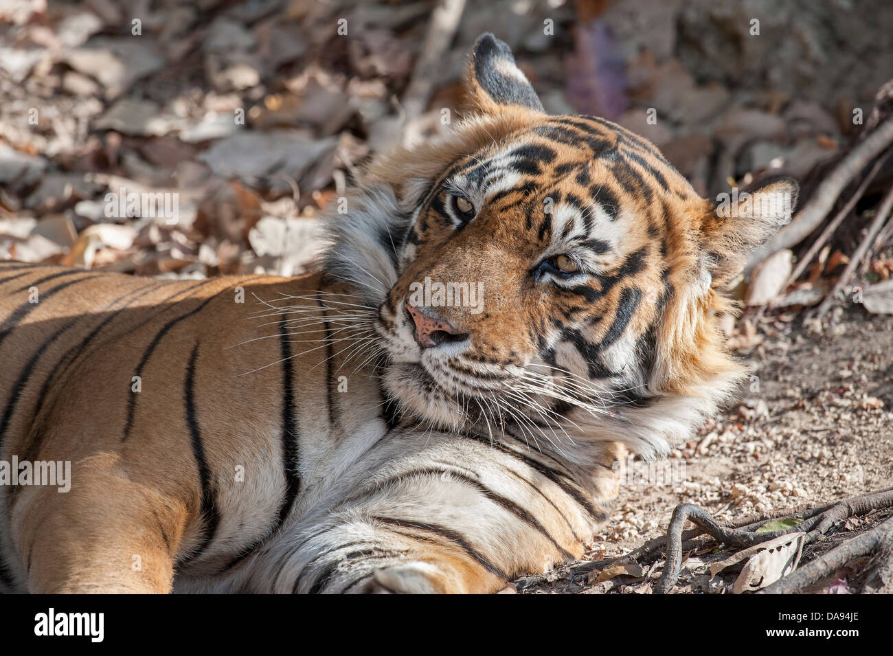 Tiger t24 hi-res stock photography and images - Alamy