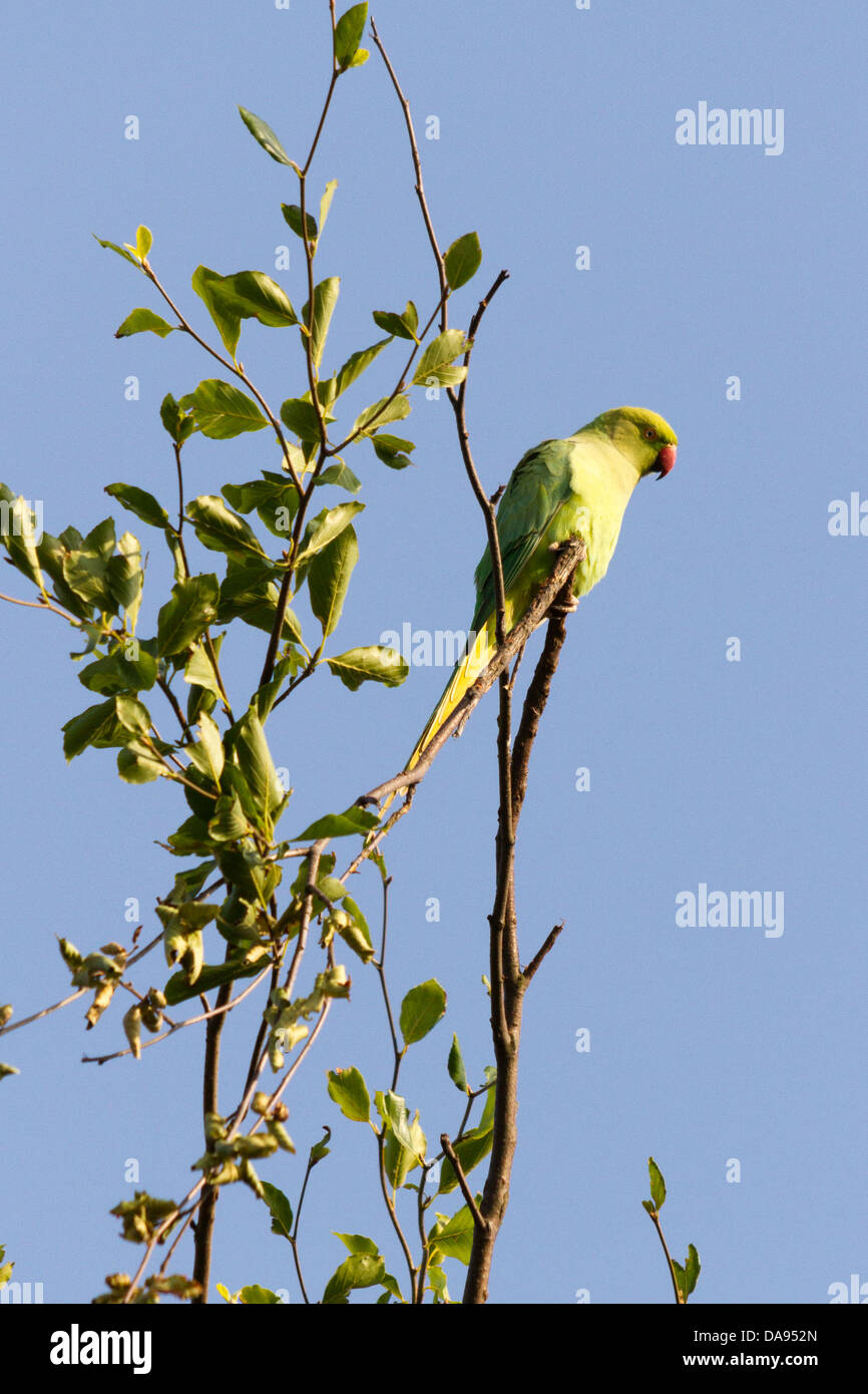 Ring/rose necked Parakeet, Psittacula krameri, perched in a tree ...