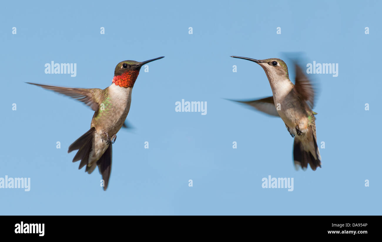 Two Ruby-throated Hummingbirds, a male and female, flying with a blue ...