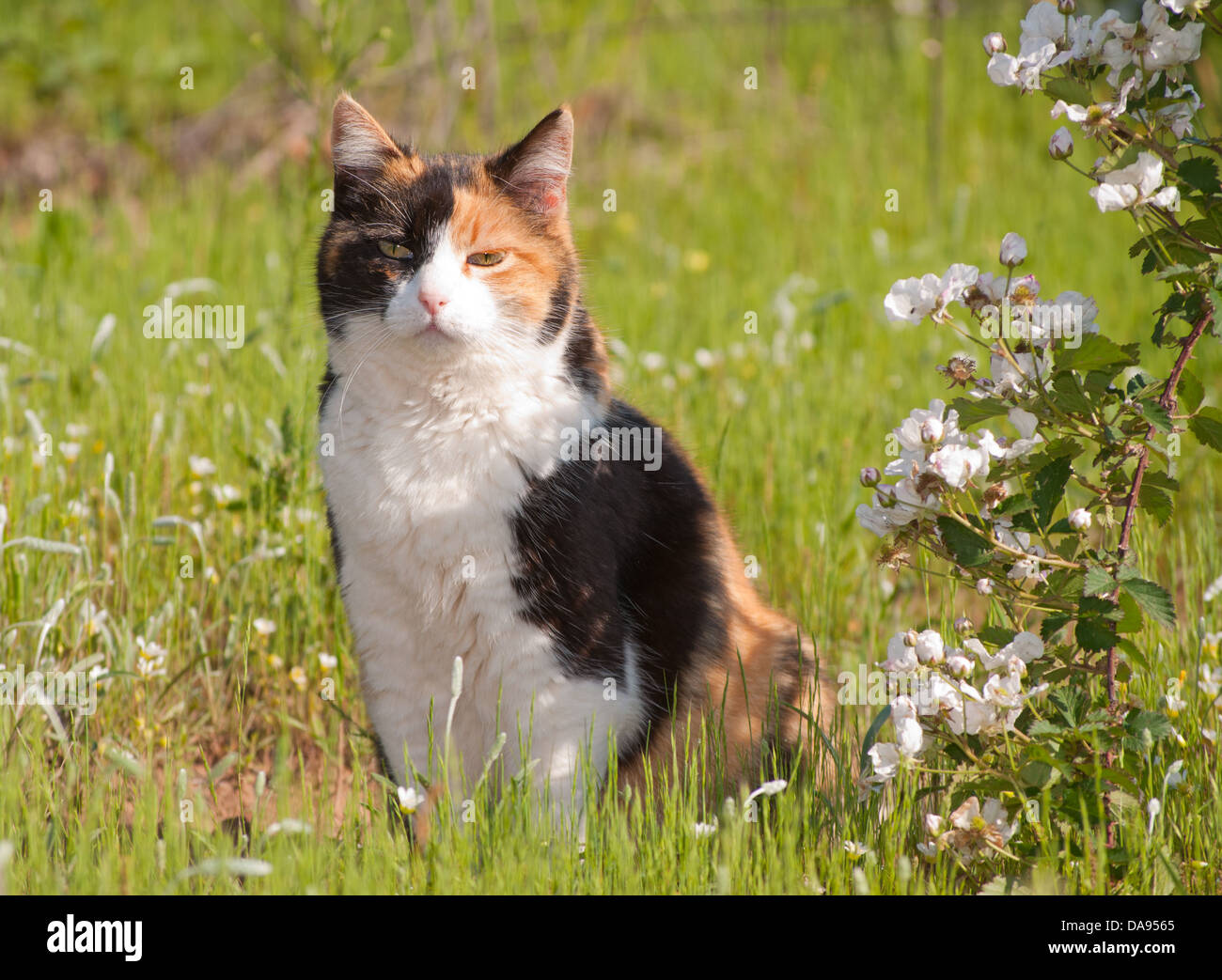 Calico flowers hi-res stock photography and images - Alamy