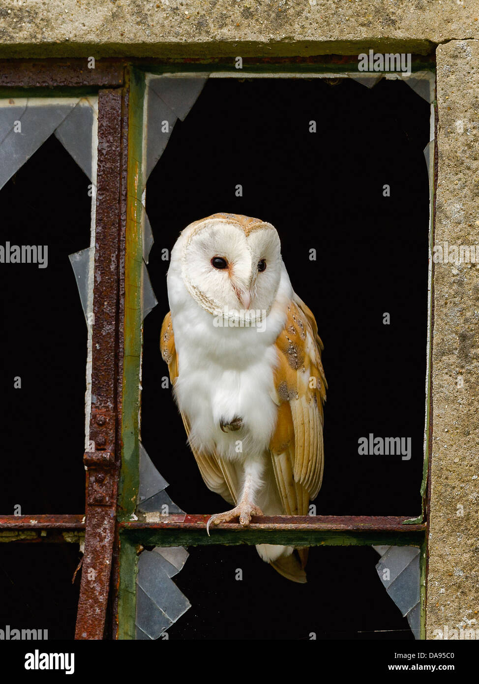 Barn owl perched in rustic window with broken glass Stock Photo - Alamy