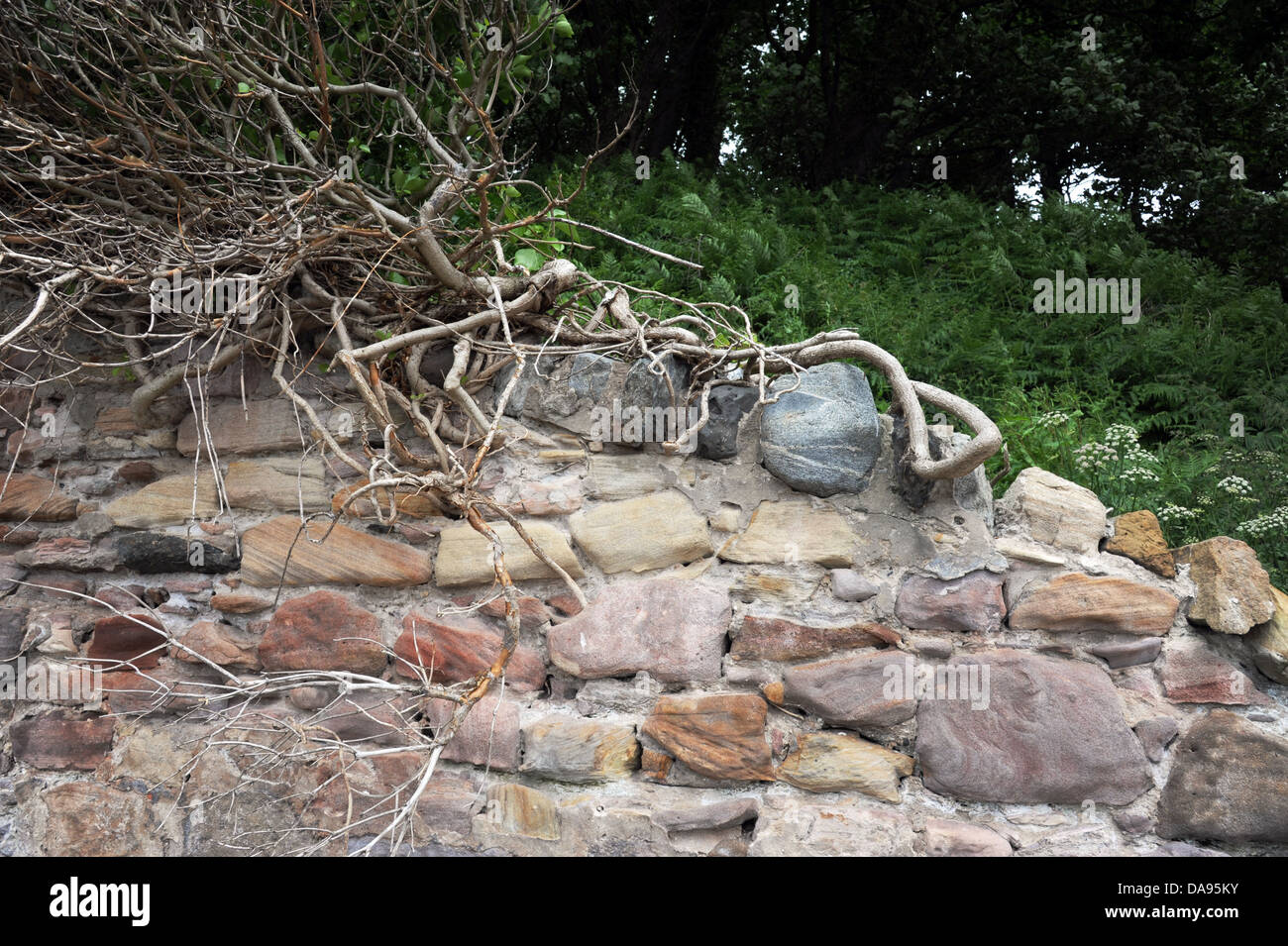 Colourful stone wall with tree scrambling over it Stock Photo - Alamy