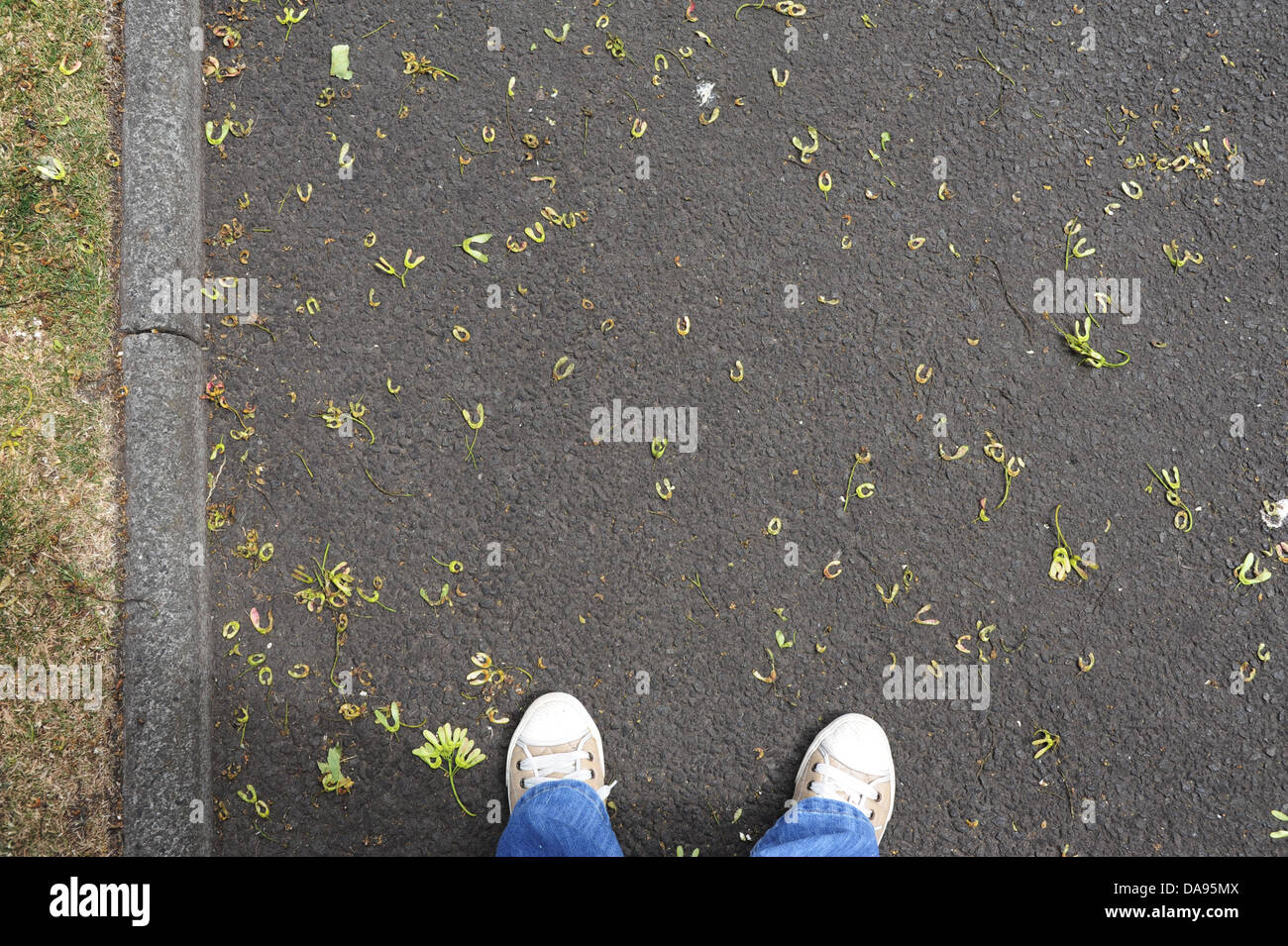 Tree litter on tarmac. Sycamore 'helicopters' on a park pathway with ...