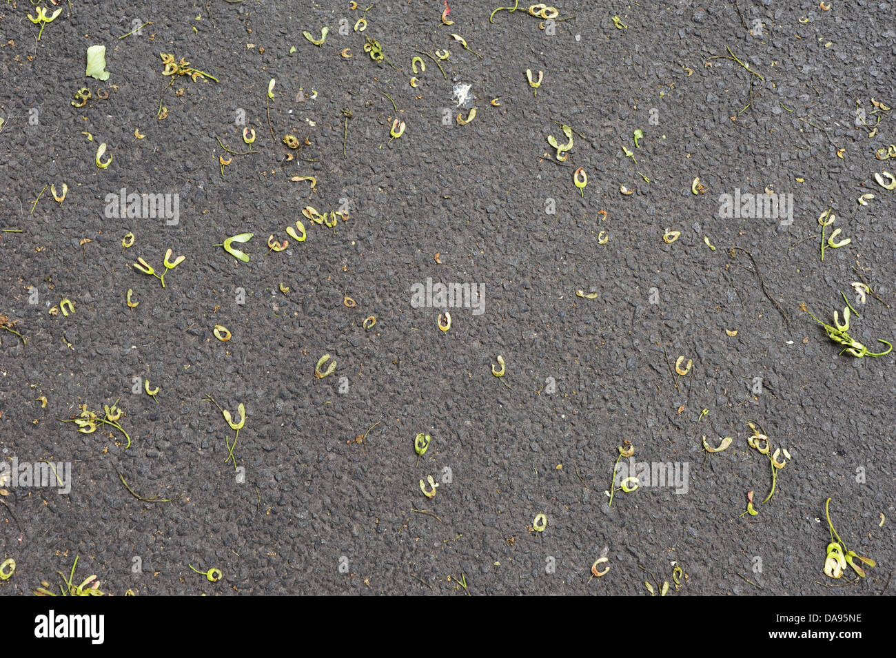 Tree litter on tarmac. Sycamore 'helicopters' on a park pathway Stock ...