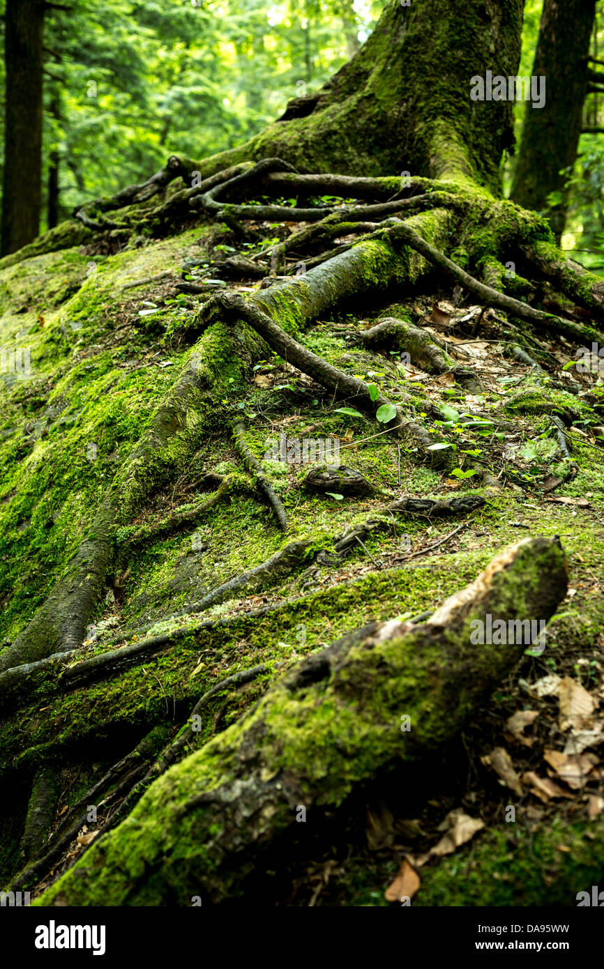 Old Man's Cave, Hocking HIlls State Park, Ohio Stock Photo - Alamy