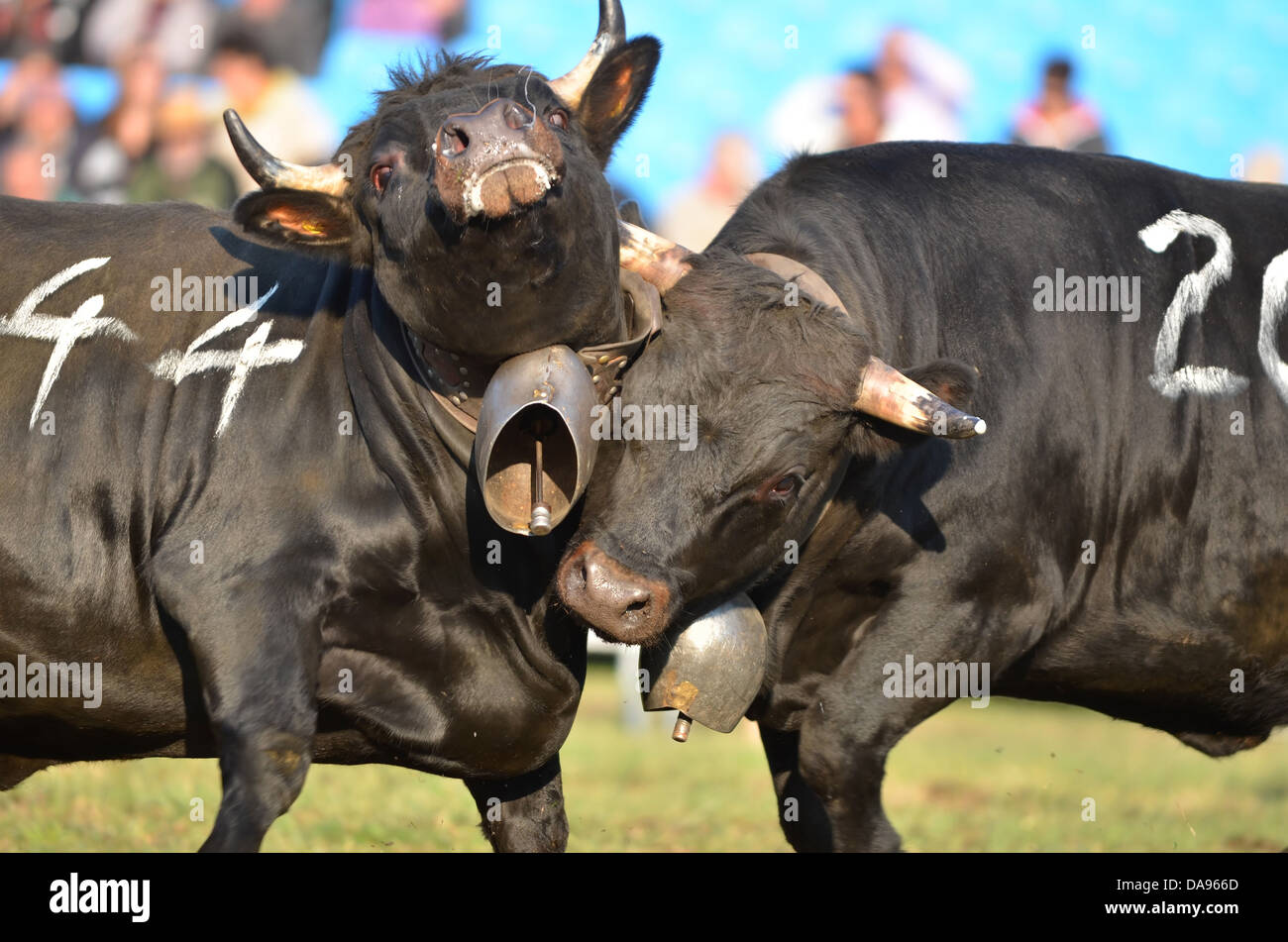 Two cows fighting as part of a competition to establish the dominant ...