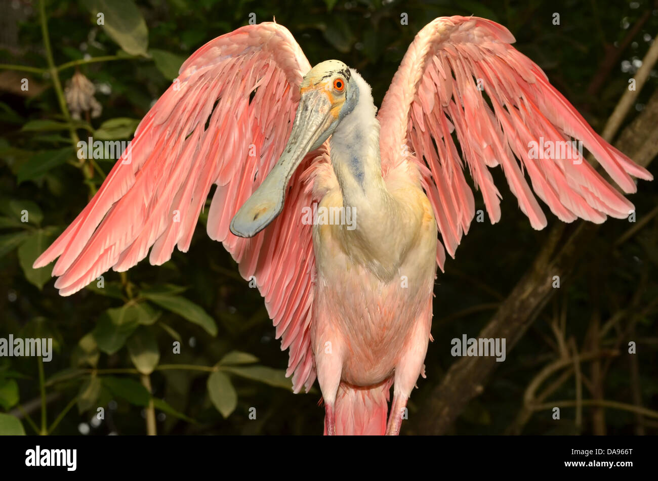 The roseate spoonbill showing off his beautiful rose coloured wings ...