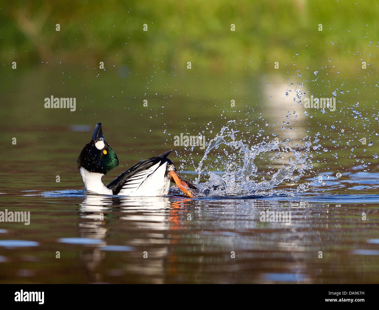 Goldeneye duck displaying a courtship display Stock Photo - Alamy