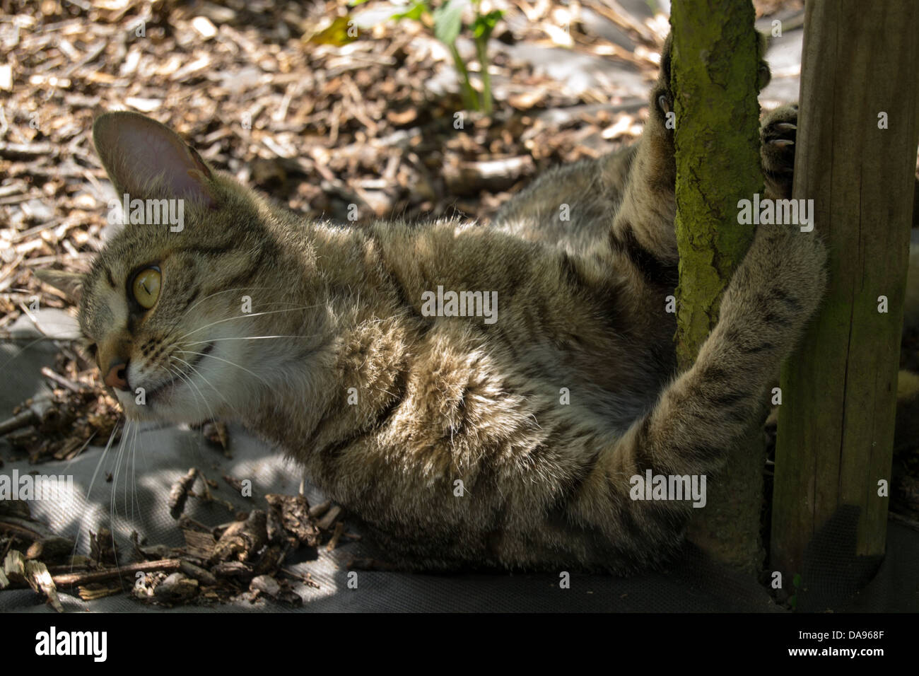 Cat distracted while playing Stock Photo - Alamy