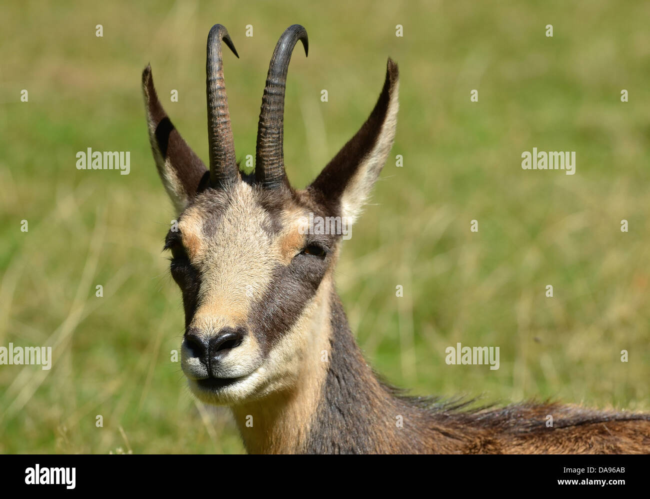 Monochrome portrait of a Chamois, a european mountain antelope, hunted ...