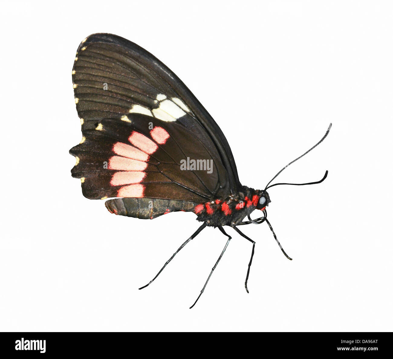 the cattlehearth butterfly, otherwise known as the common parides from ...